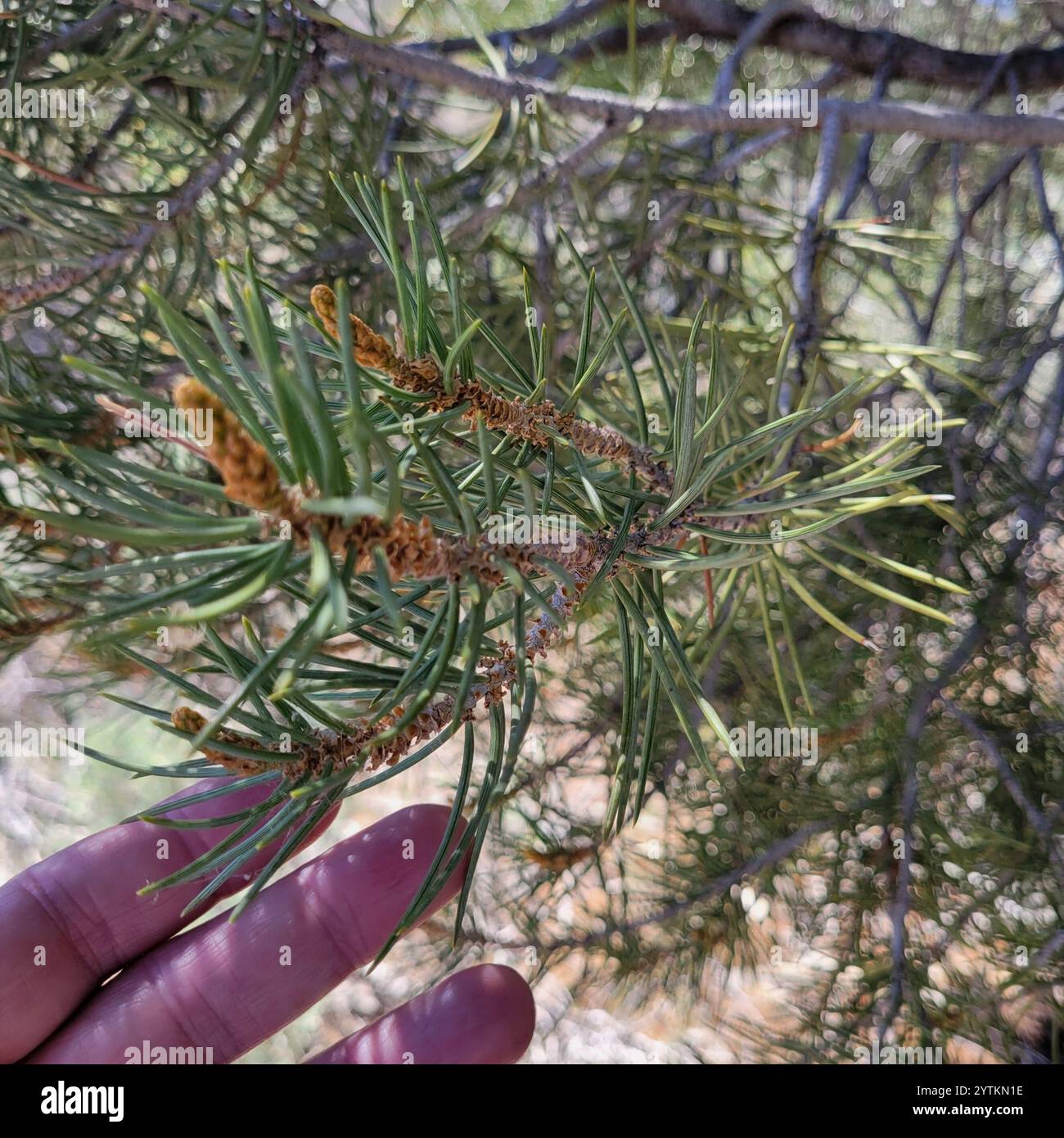 singleleaf pinyon (Pinus monophylla Stock Photo - Alamy