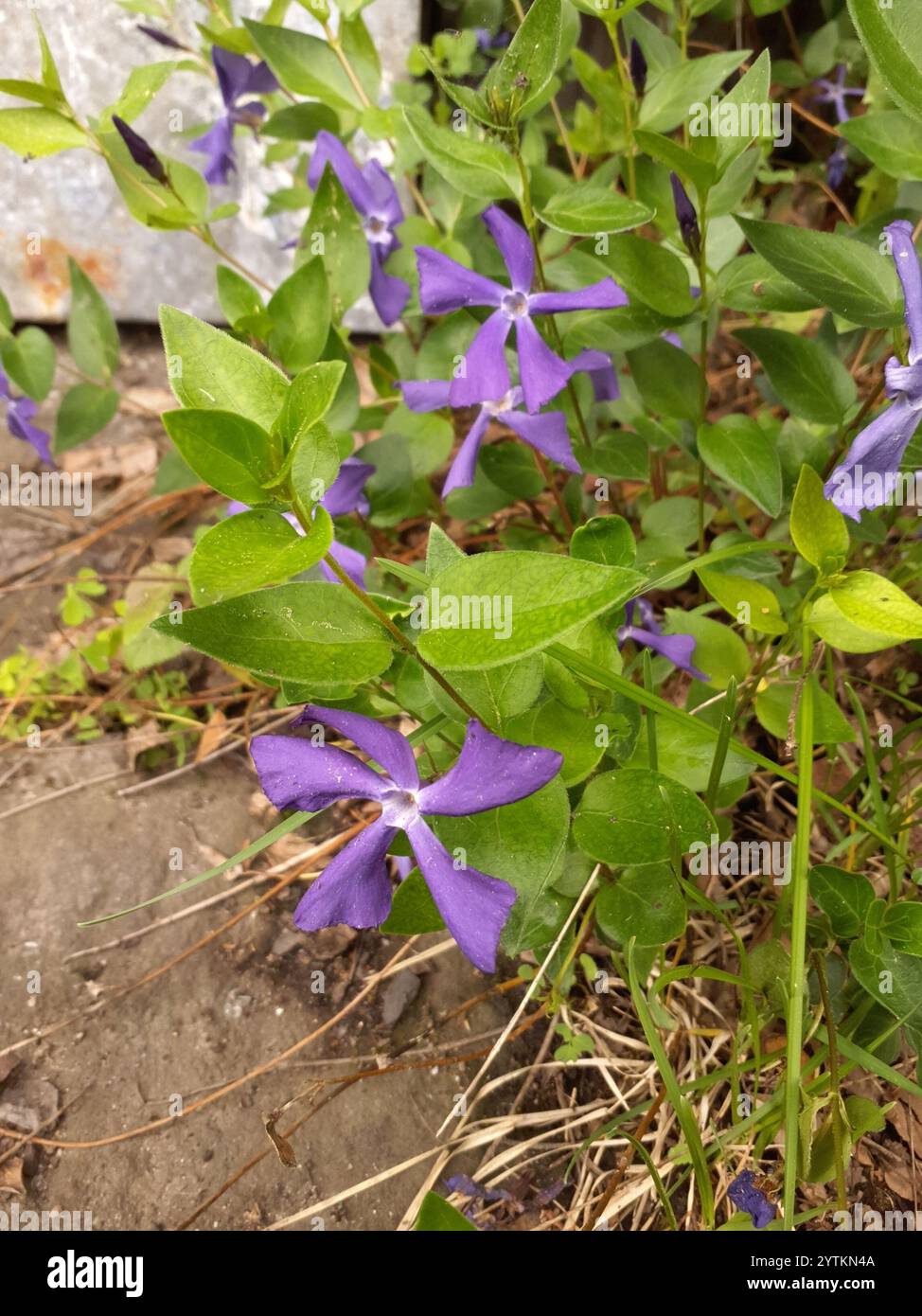 greater periwinkle (Vinca major Stock Photo - Alamy