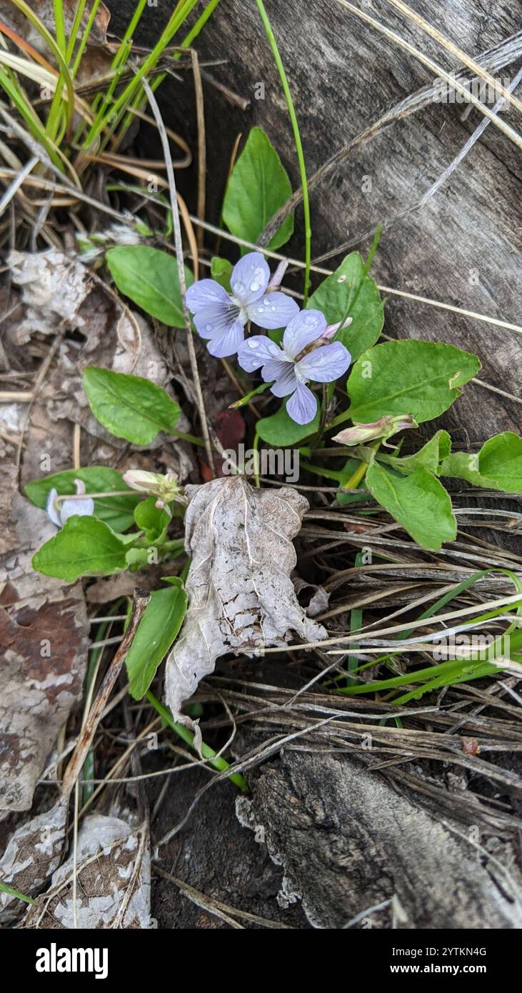 hookedspur violet (Viola adunca Stock Photo - Alamy