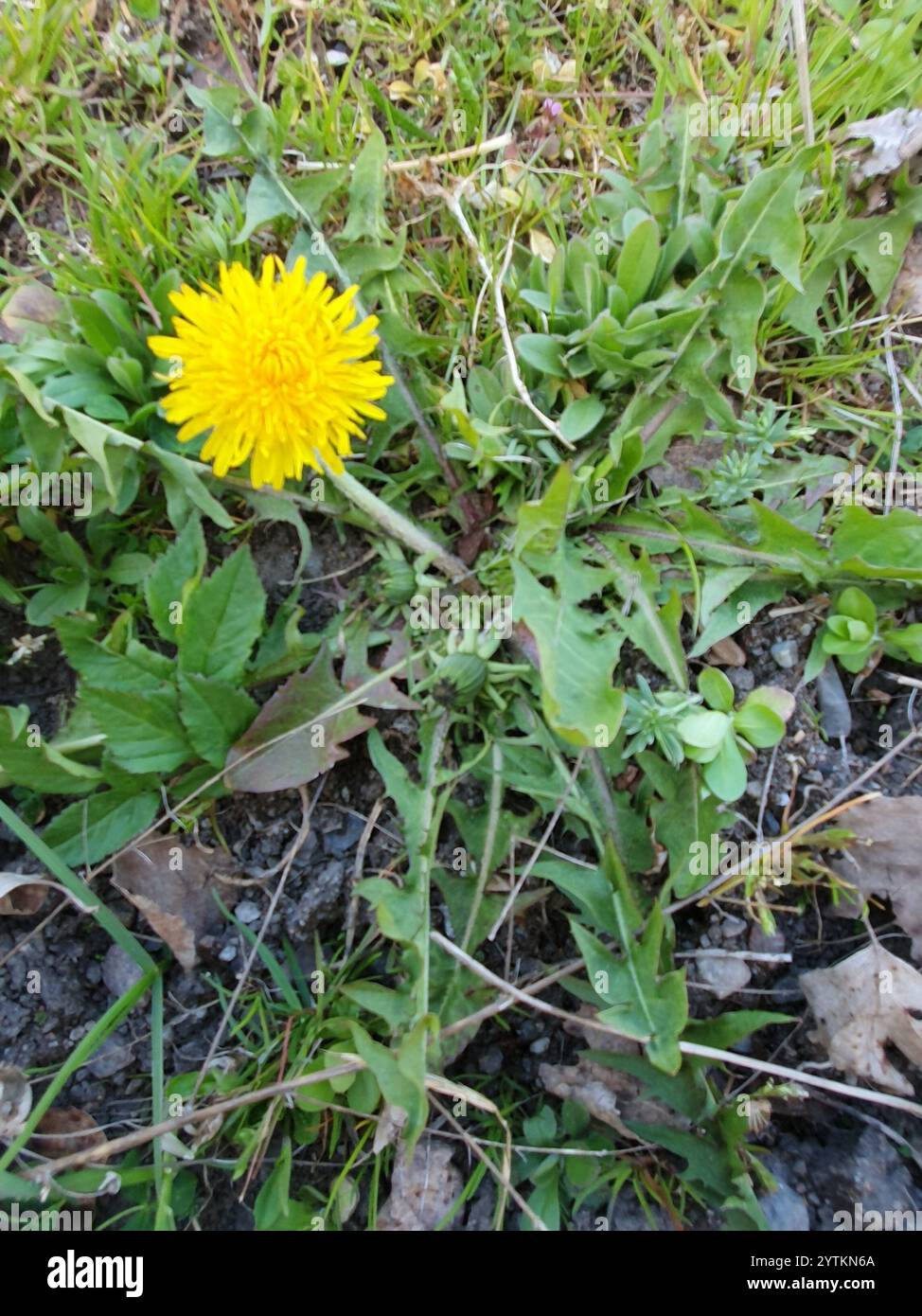 common dandelions (Taraxacum Stock Photo - Alamy