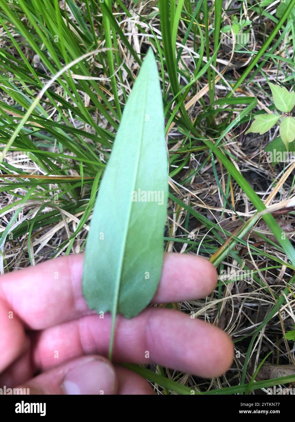 Grassleaf azure aster (Symphyotrichum oolentangiense poaceum Stock ...