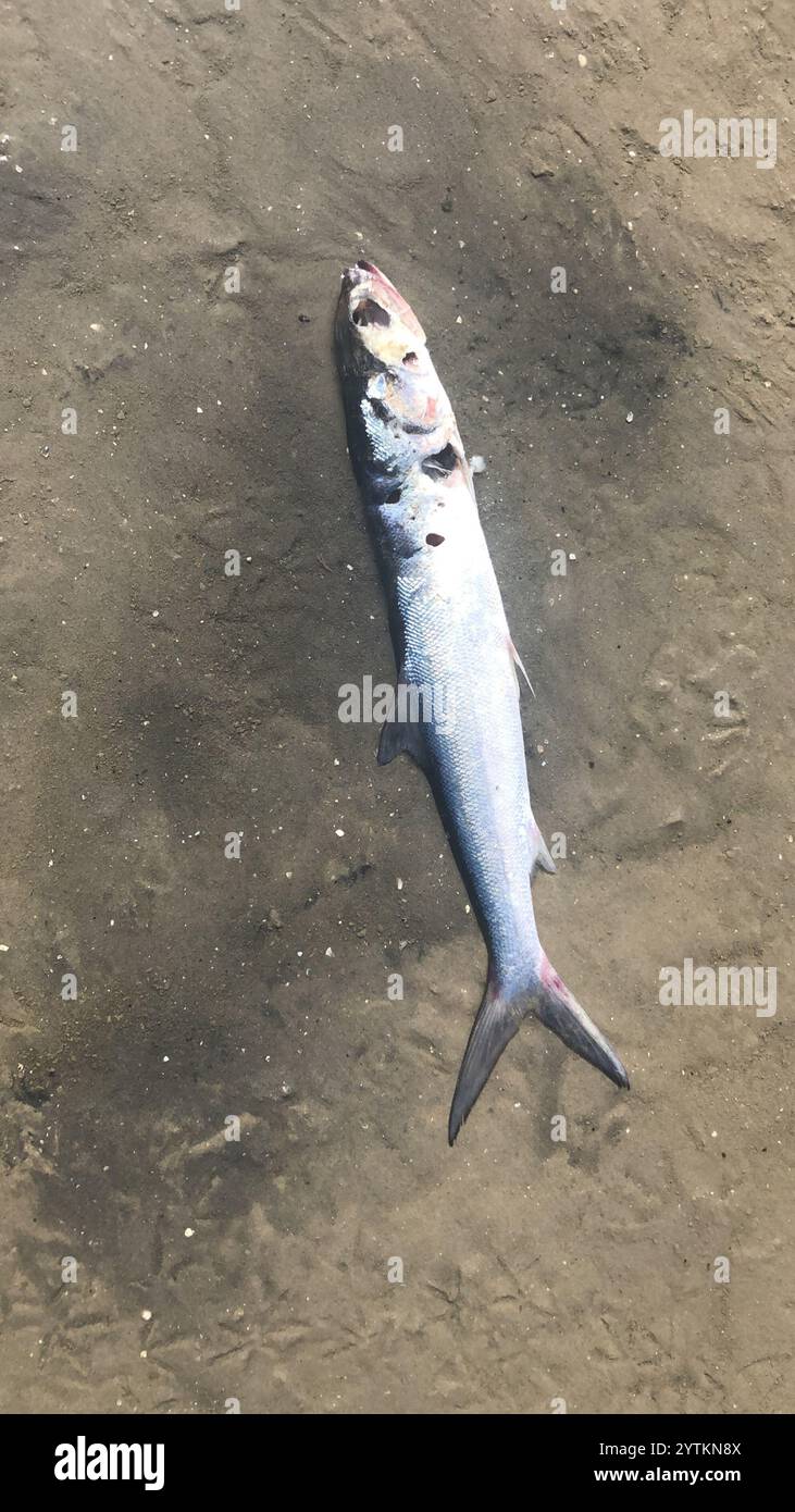 Ladyfish hi-res stock photography and images - Alamy
