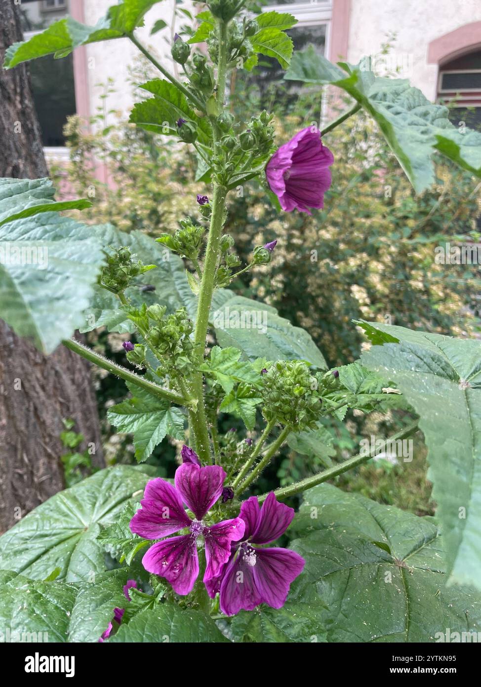 Common Mallow (Malva sylvestris Stock Photo - Alamy