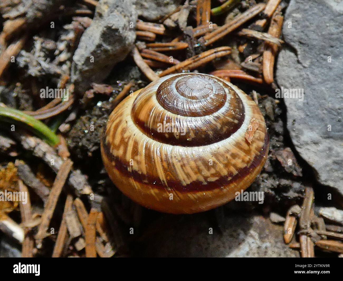 Copse Snail (Arianta arbustorum Stock Photo - Alamy