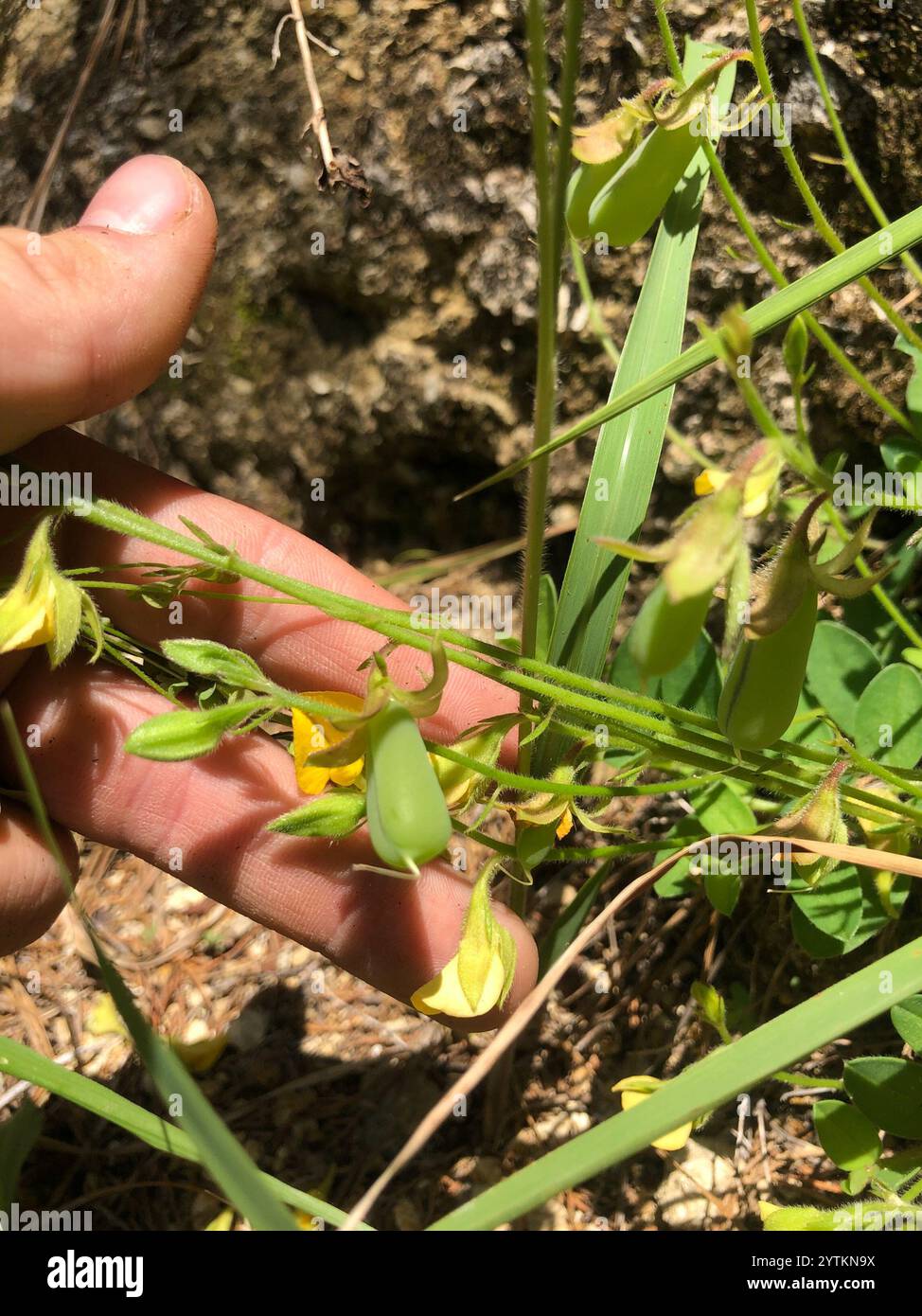 Rabbitbells (Crotalaria rotundifolia Stock Photo - Alamy
