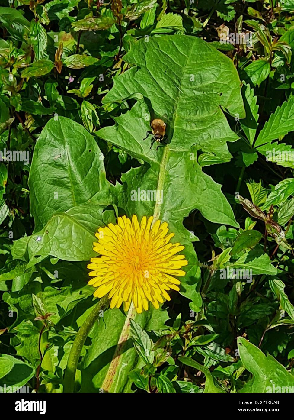 Narcissus Bulb Fly (Merodon equestris Stock Photo - Alamy