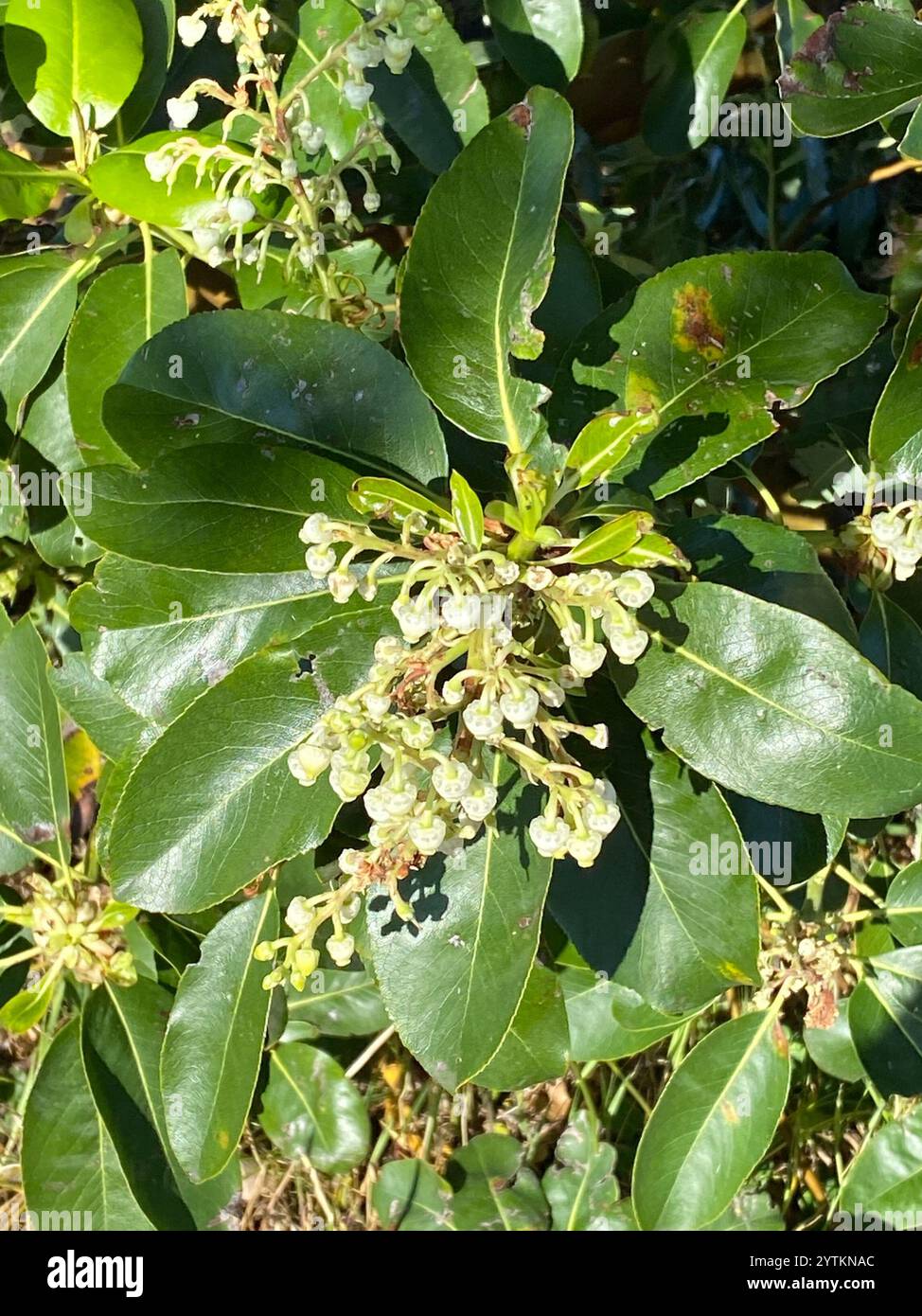 Pacific madrone (Arbutus menziesii Stock Photo - Alamy
