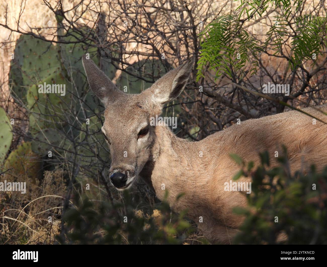 Sierra del Carmen White-tailed Deer (Odocoileus virginianus carminis ...