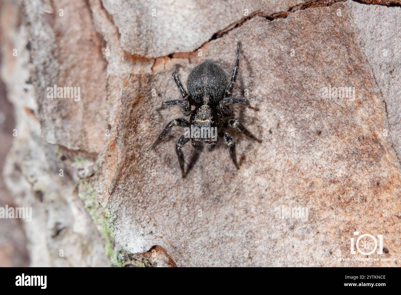 flea jumping spider (Naphrys pulex Stock Photo - Alamy