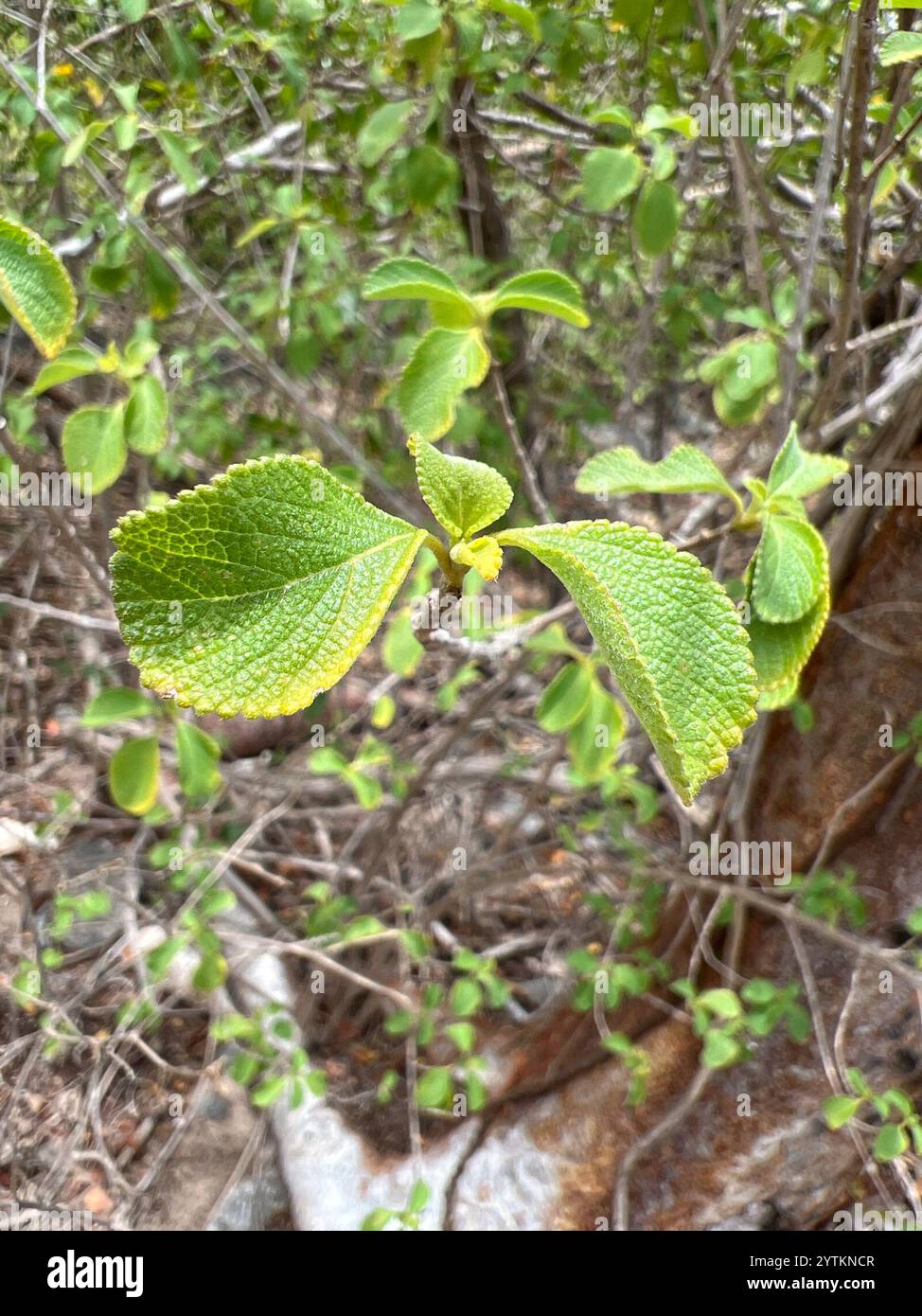Button Sage (Lantana involucrata Stock Photo - Alamy