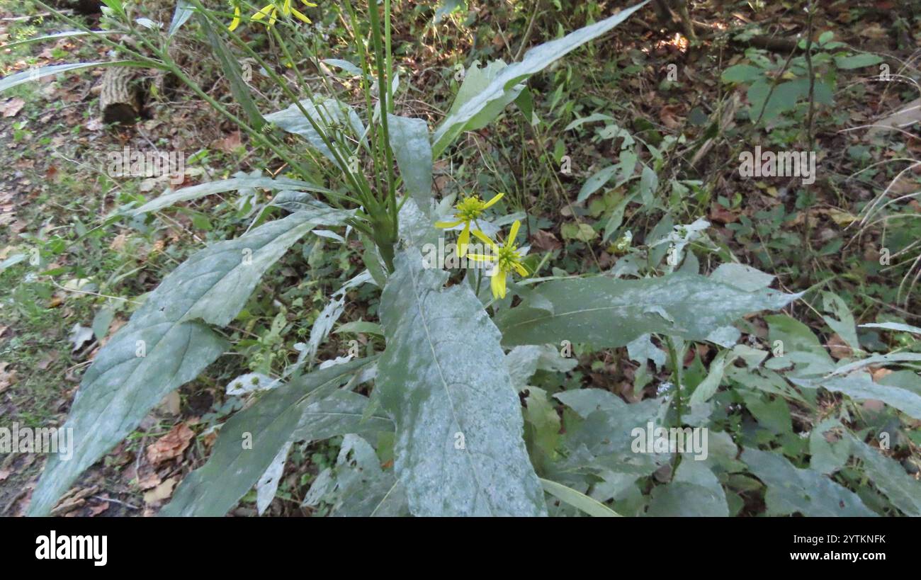 Wingstem (Verbesina alternifolia Stock Photo - Alamy