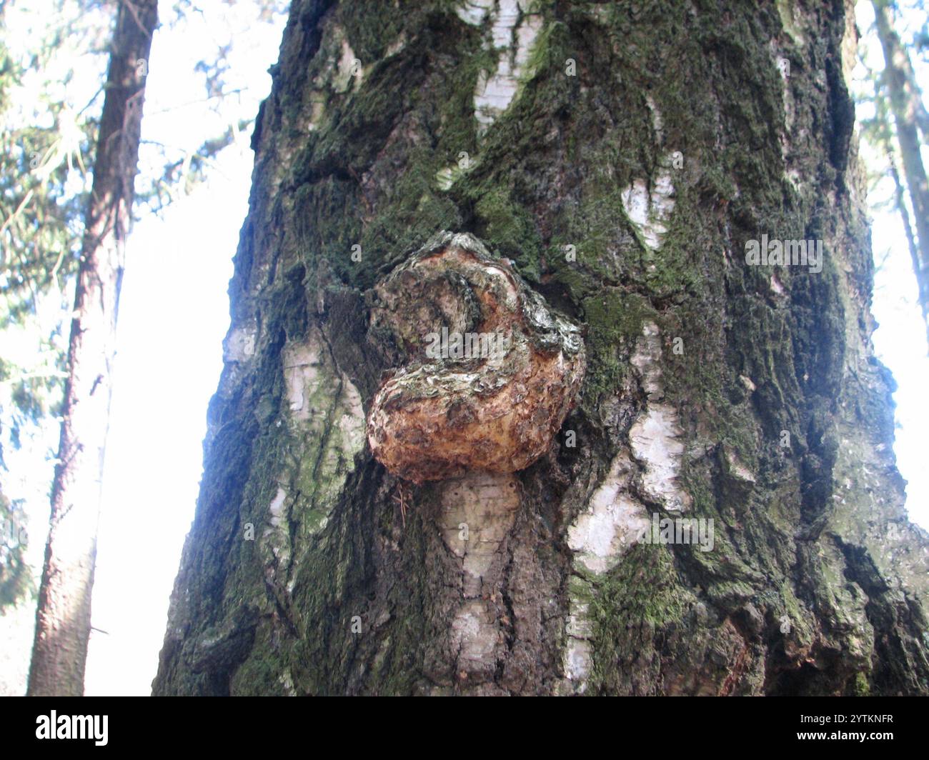 bacterial crown gall (Agrobacterium radiobacter Stock Photo - Alamy