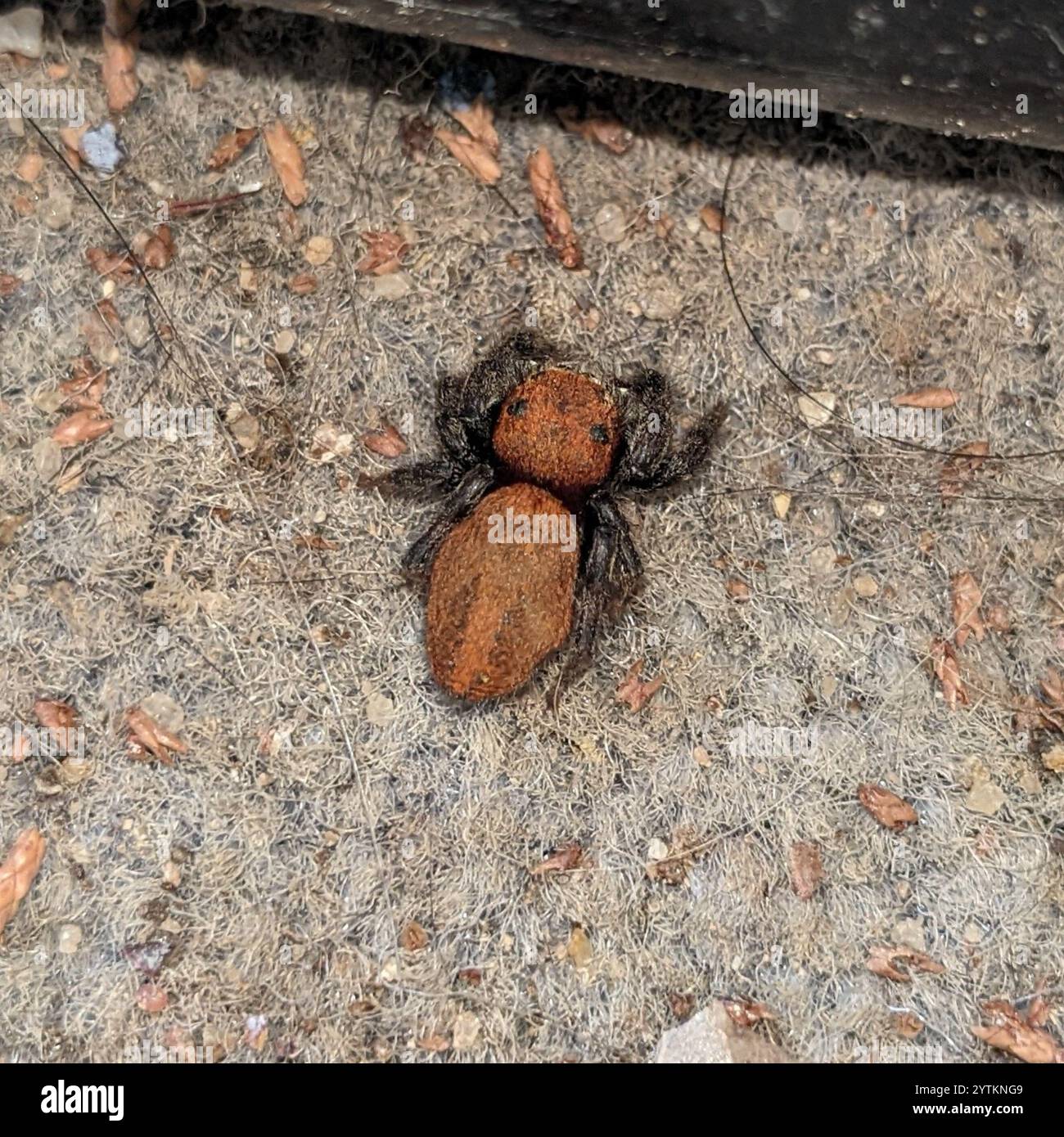 Cardinal Jumping Spider (Phidippus cardinalis Stock Photo - Alamy