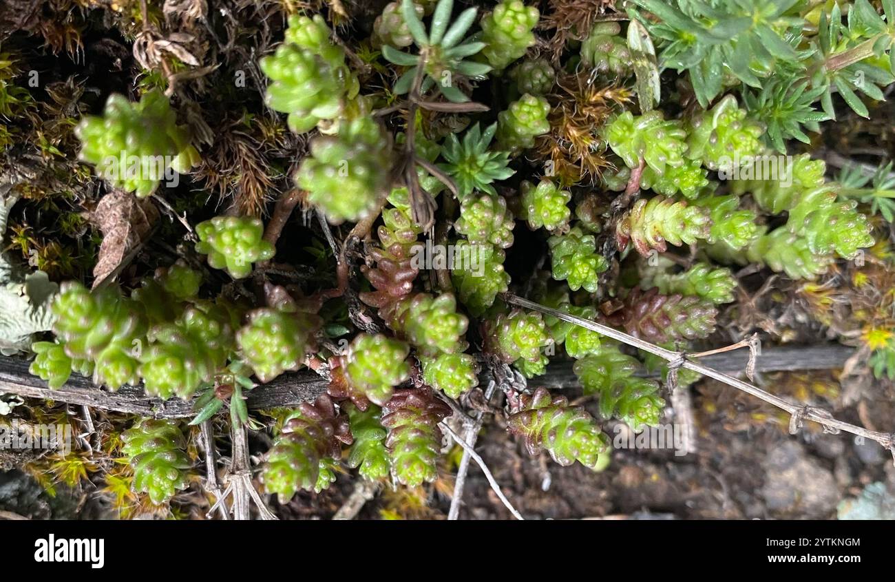 Biting Stonecrop (Sedum acre Stock Photo - Alamy