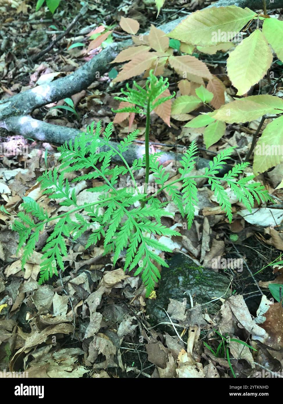 rattlesnake fern (Botrypus virginianus Stock Photo - Alamy