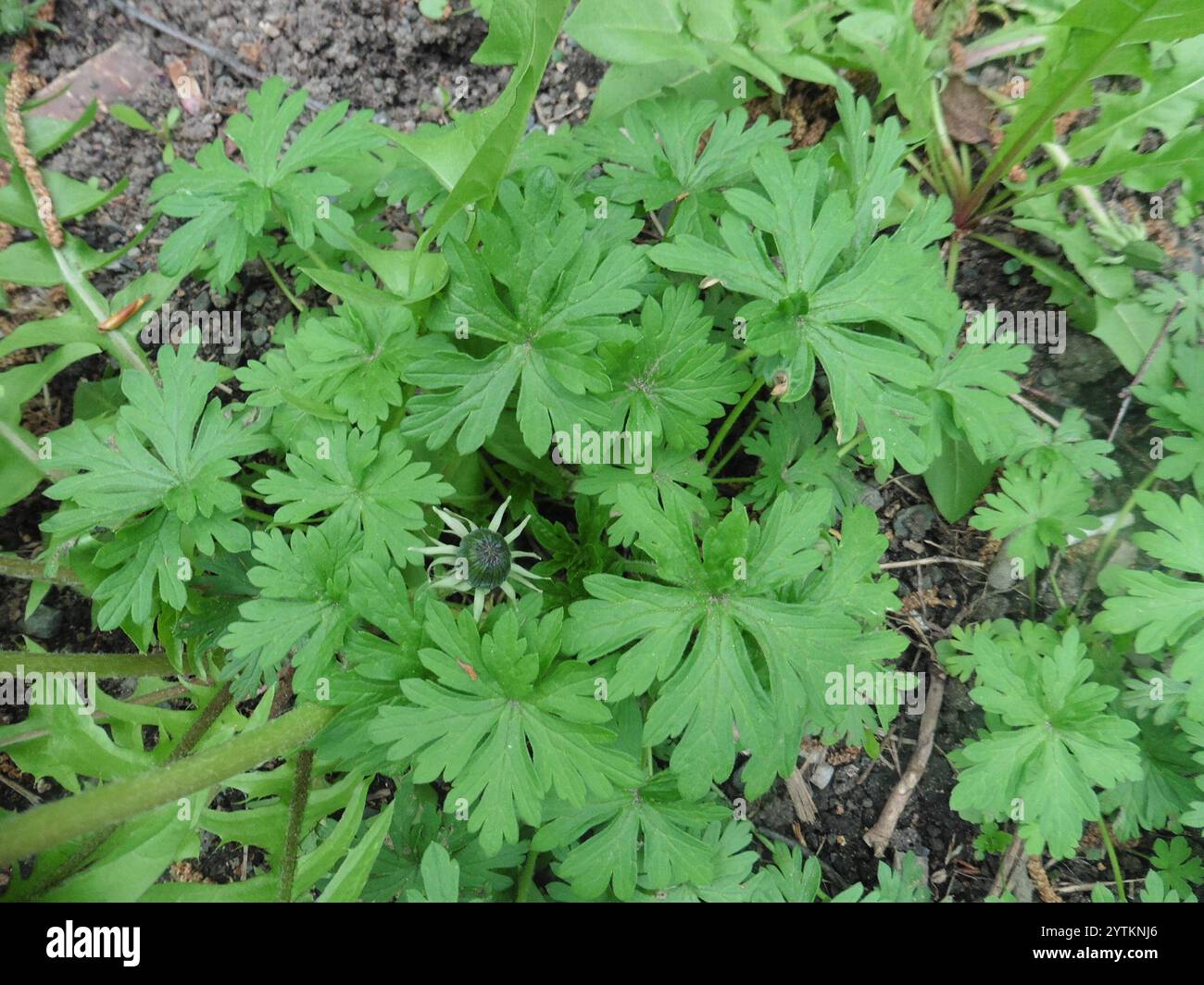 Siberian Crane's-bill (Geranium sibiricum Stock Photo - Alamy