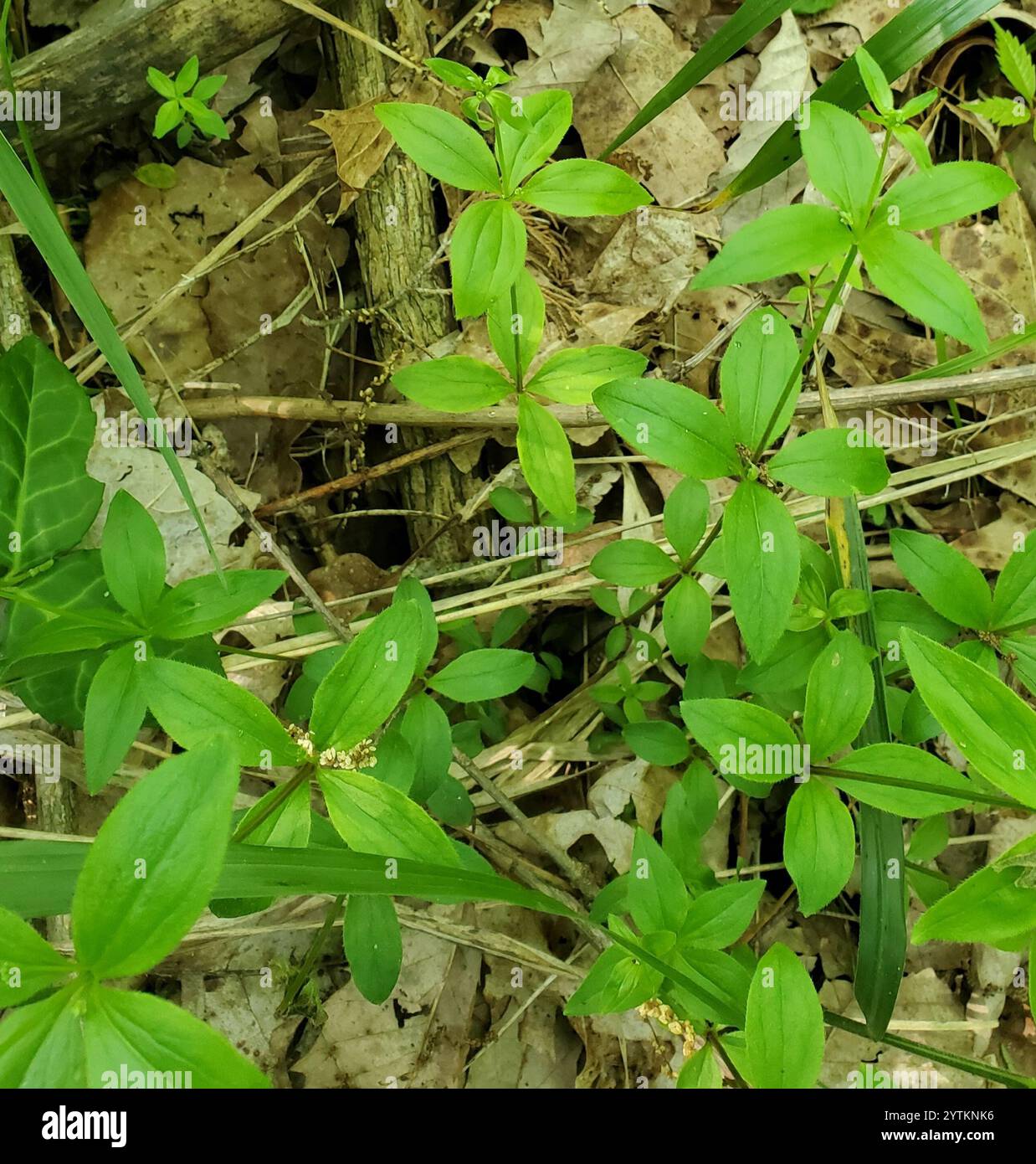 licorice bedstraw (Galium circaezans Stock Photo - Alamy