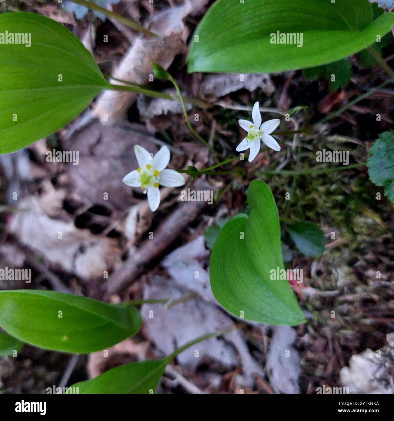 threeleaf goldthread (Coptis trifolia Stock Photo - Alamy