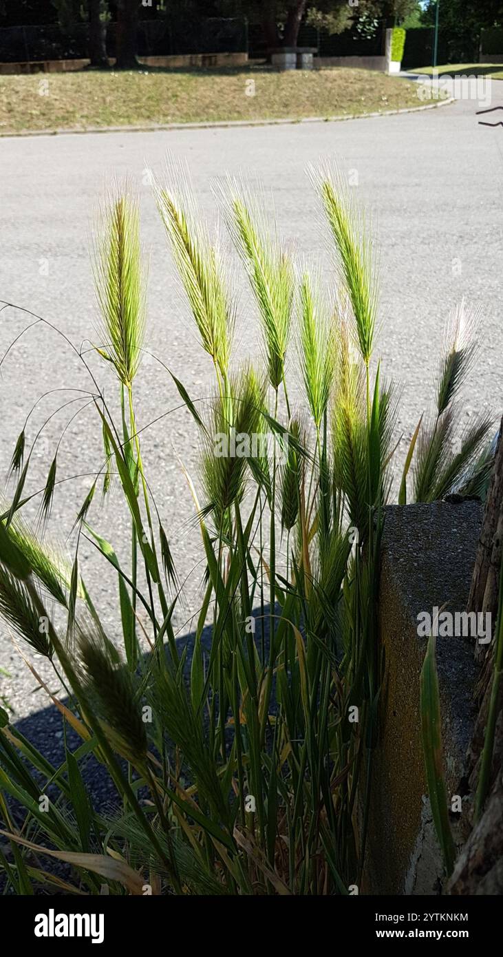 wall barley (Hordeum murinum Stock Photo - Alamy