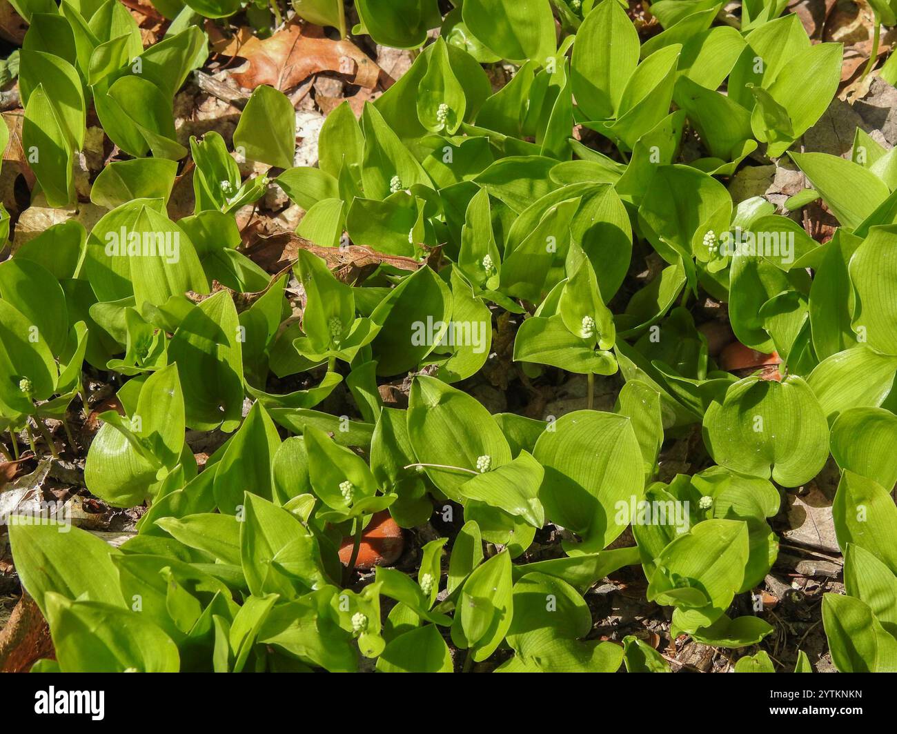 Canada mayflower (Maianthemum canadense Stock Photo - Alamy