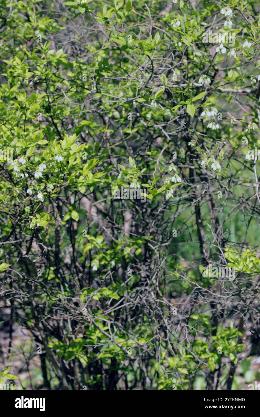 Northern highbush blueberry (Vaccinium corymbosum Stock Photo - Alamy
