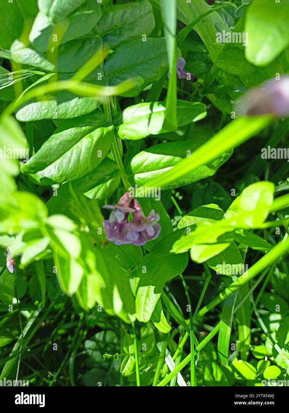 Bush Vetch (Vicia sepium Stock Photo - Alamy