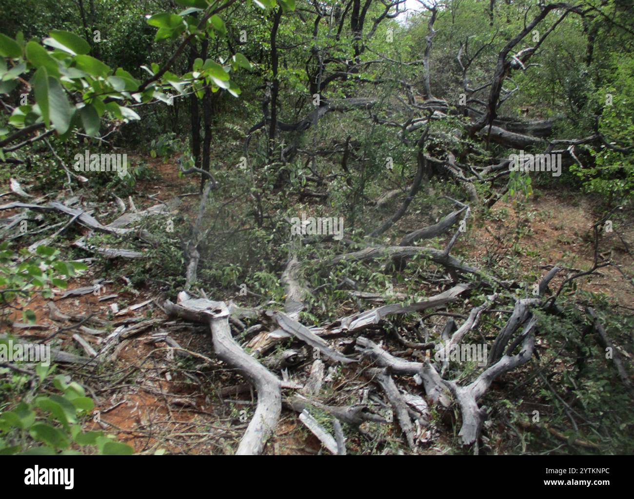 tamboti (Spirostachys africana Stock Photo - Alamy
