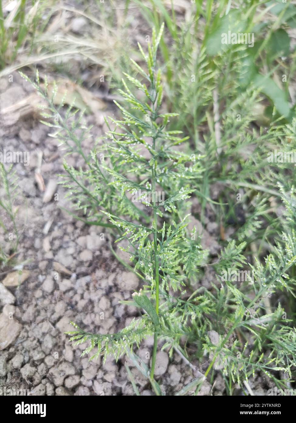 Fern-grass (Catapodium rigidum Stock Photo - Alamy