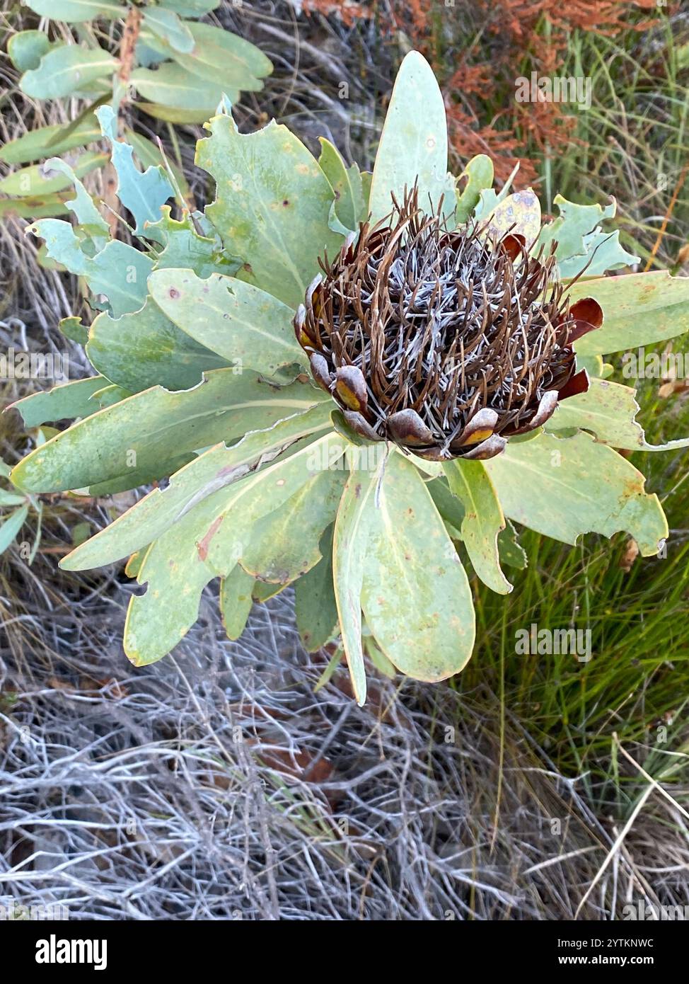 Wagon Tree (Protea nitida Stock Photo - Alamy