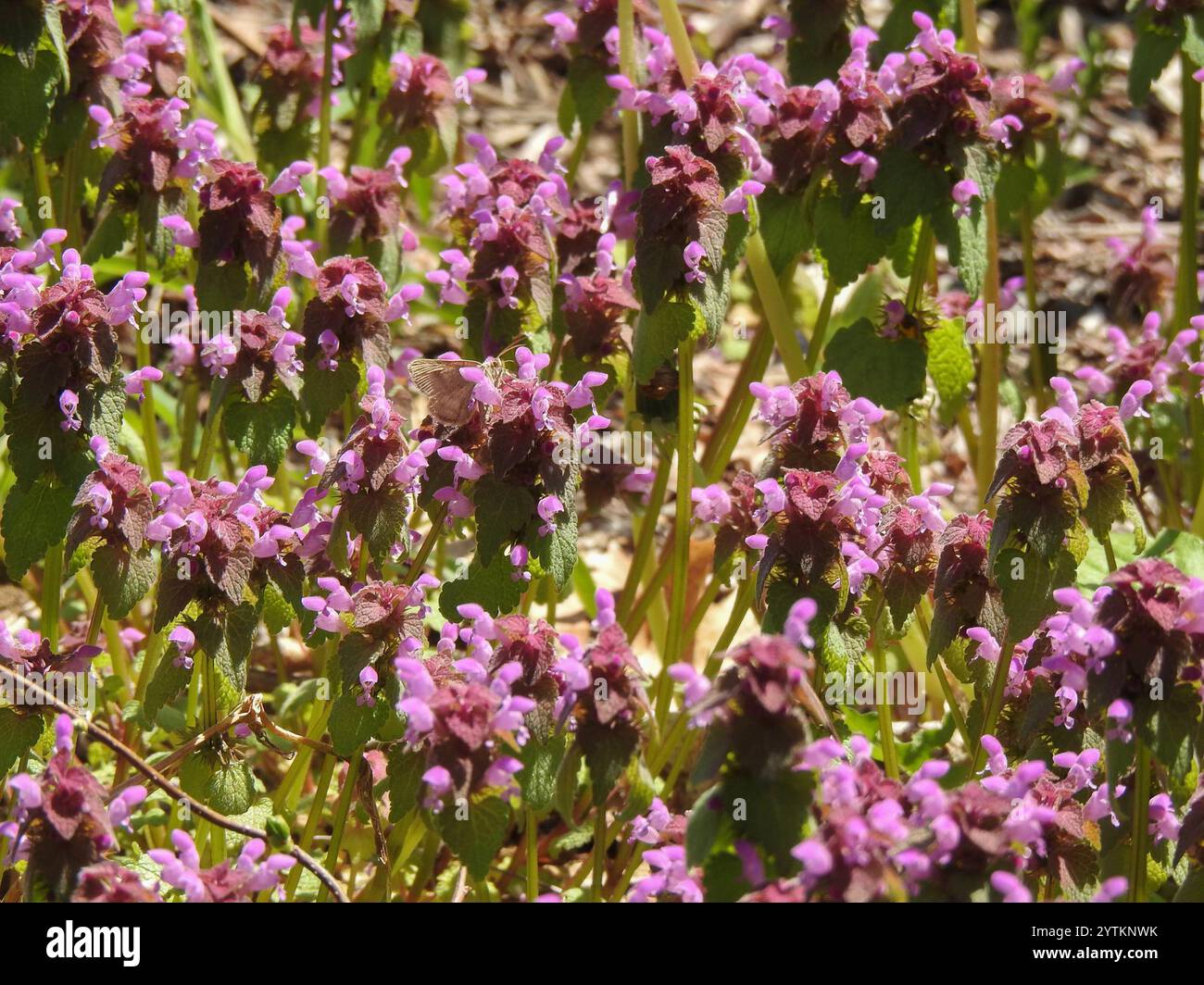 Crassiuscula hi-res stock photography and images - Alamy