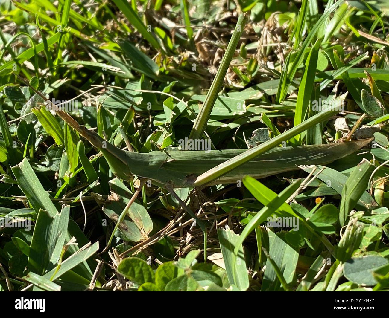 Slantface Grasshoppers (Acrida Stock Photo - Alamy