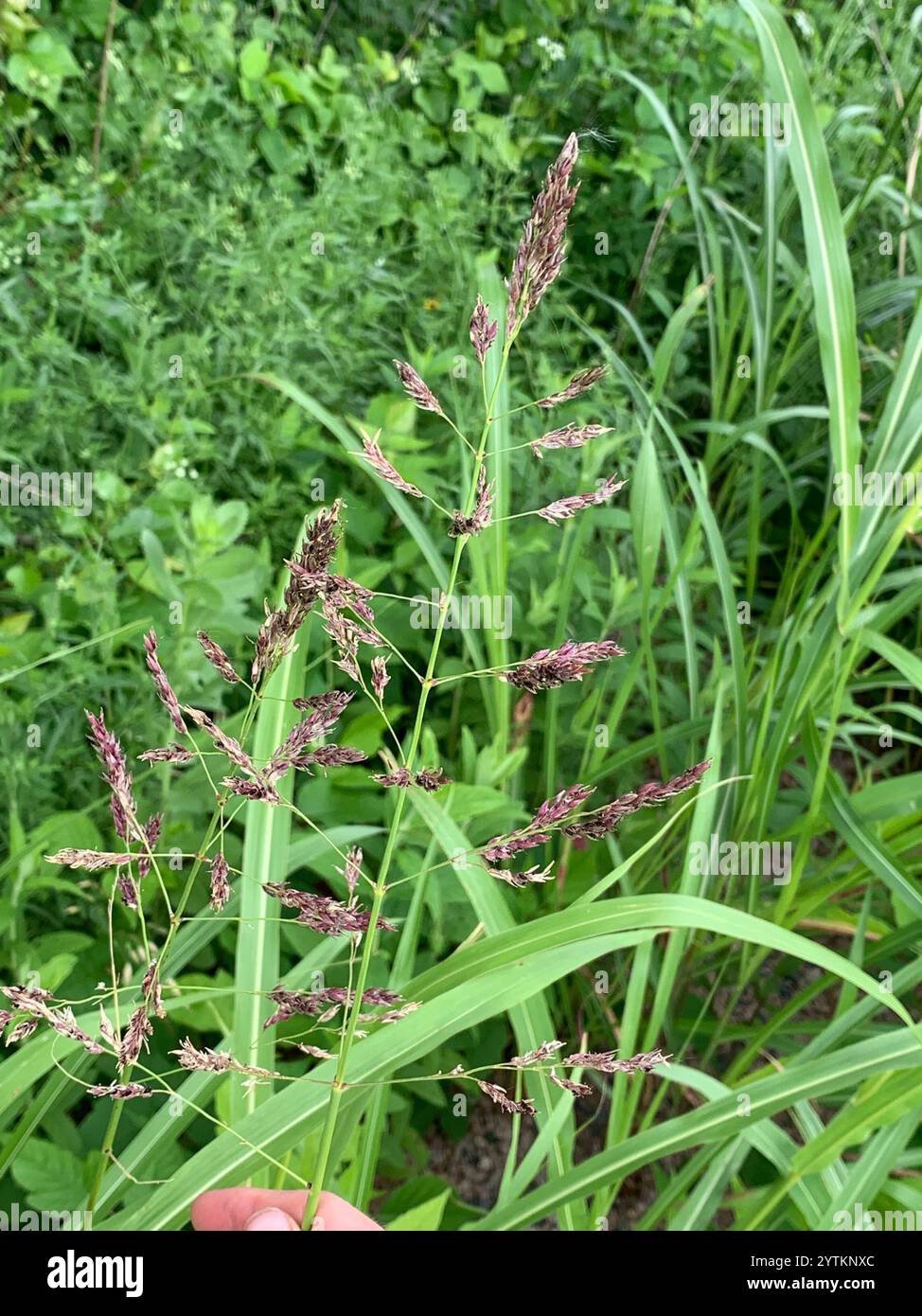 Johnson grass (Sorghum halepense Stock Photo - Alamy