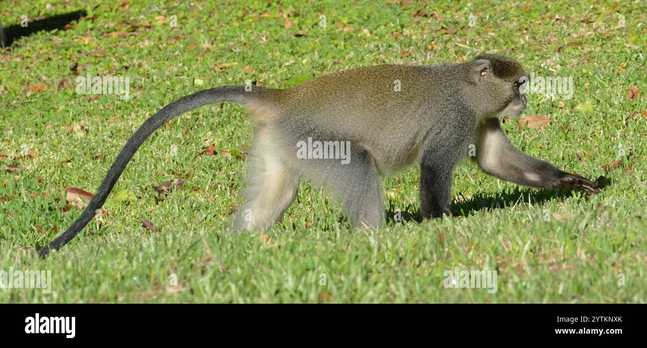 Samango (Cercopithecus mitis labiatus Stock Photo - Alamy