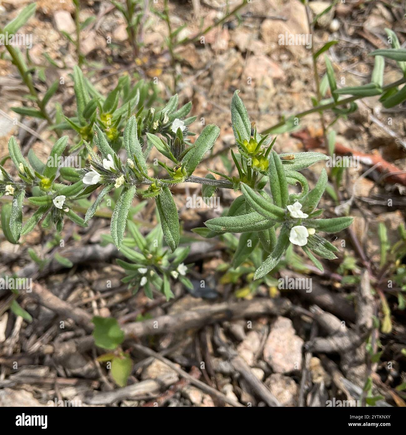 corn gromwell (Buglossoides arvensis Stock Photo - Alamy