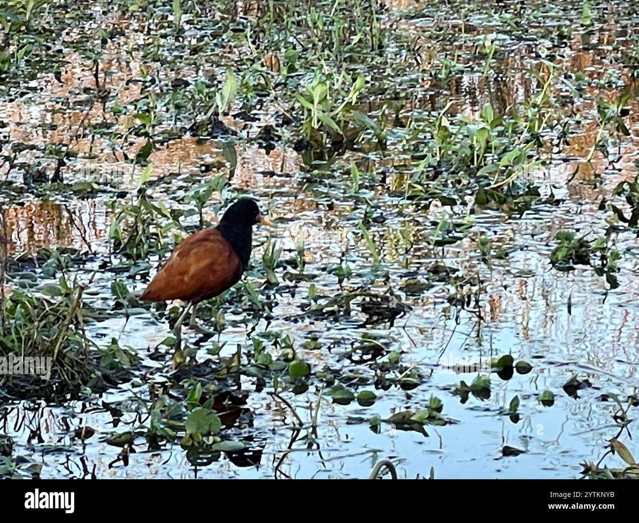 Wattled Jacana (Jacana jacana Stock Photo - Alamy