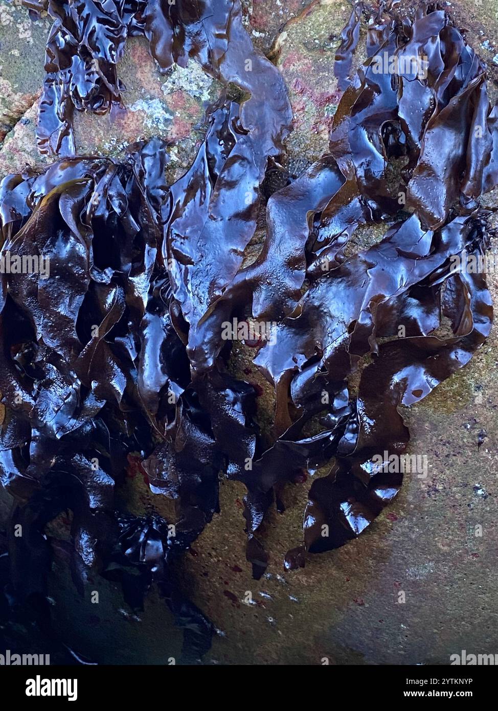 red algae (Rhodophyta Stock Photo - Alamy