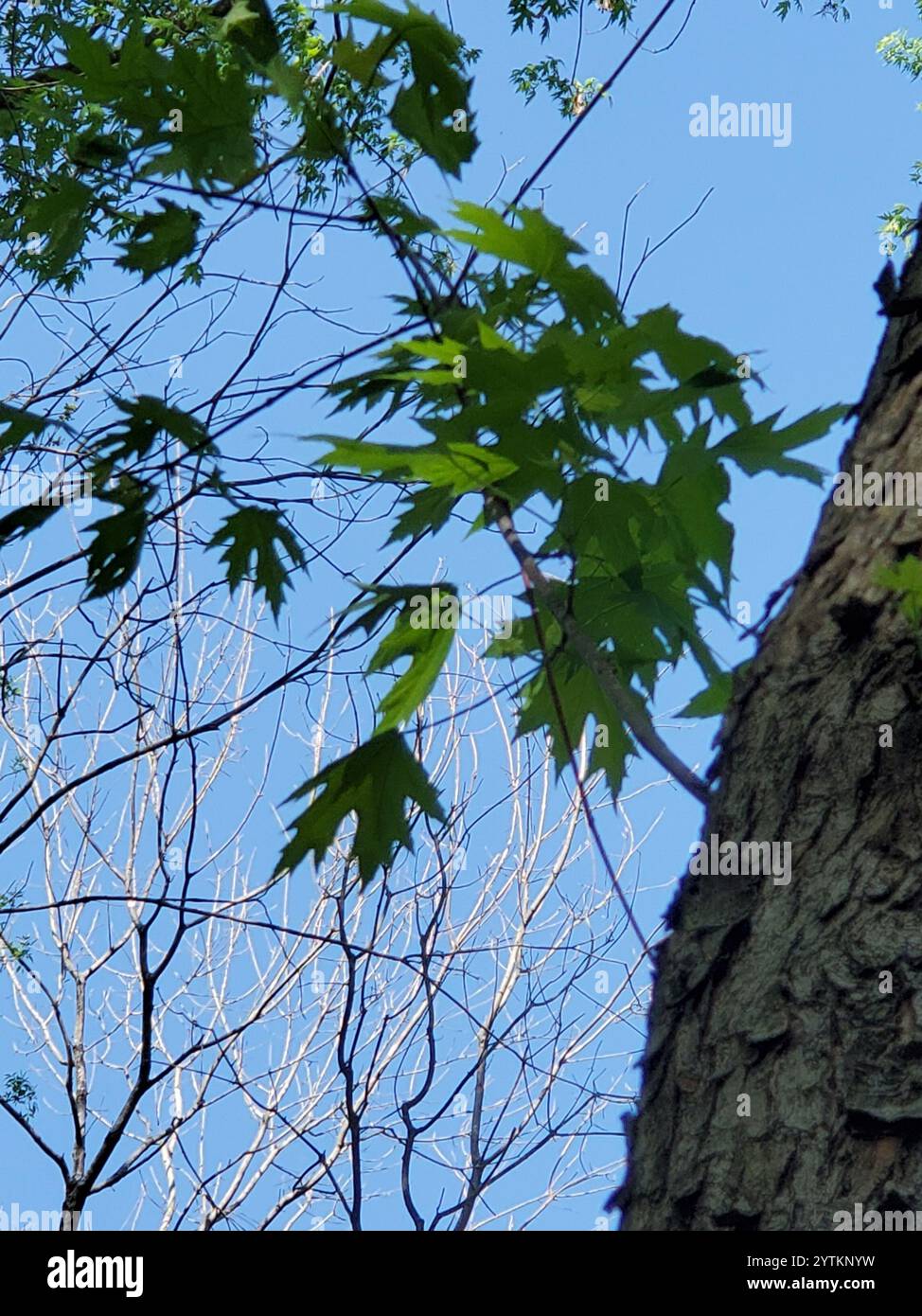 silver maple (Acer saccharinum Stock Photo - Alamy