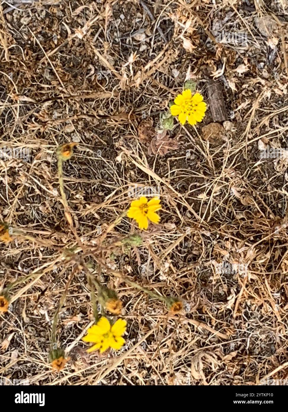 San Diego Tarweed (Deinandra paniculata Stock Photo - Alamy