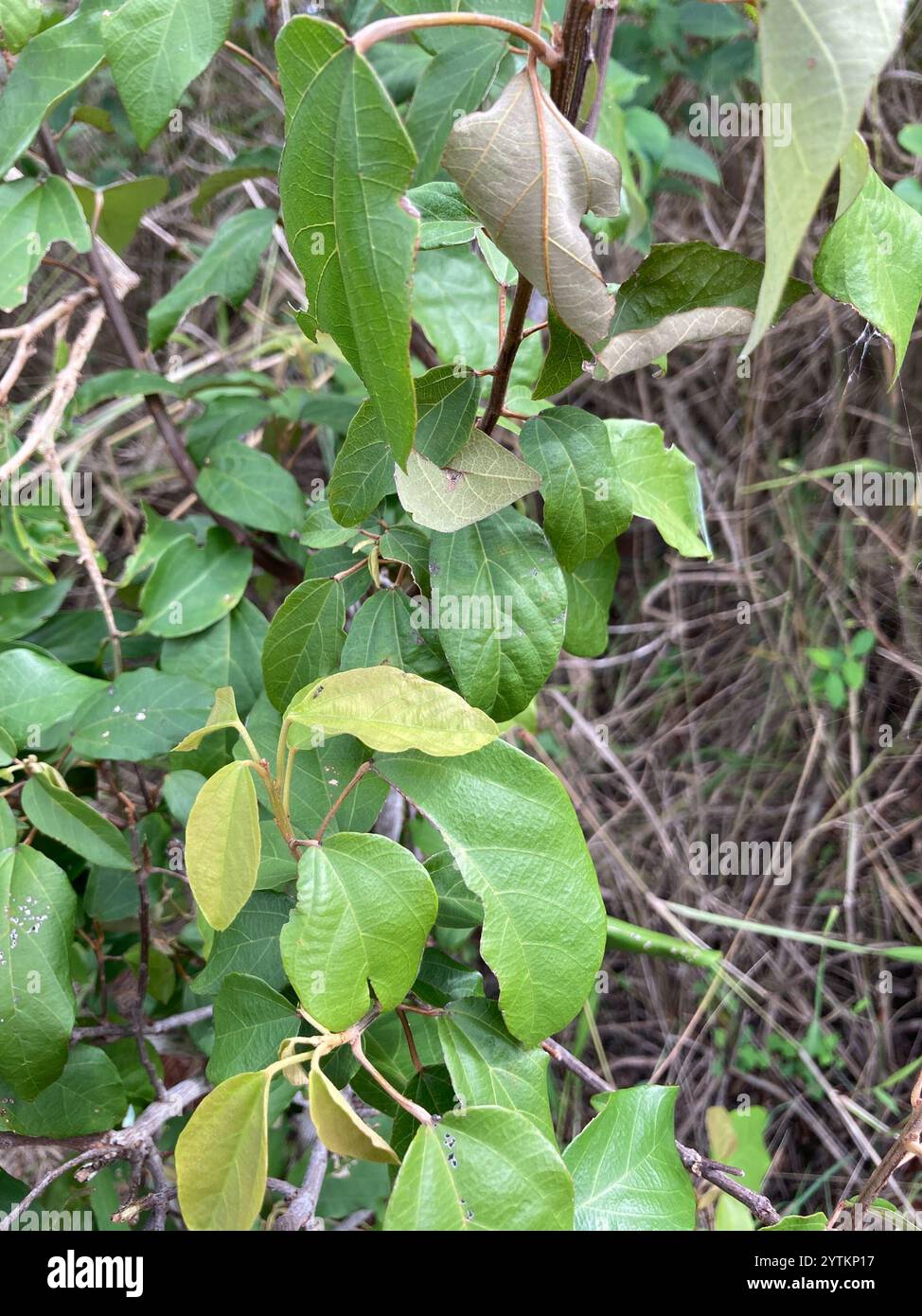 Kamala (Mallotus philippensis Stock Photo - Alamy