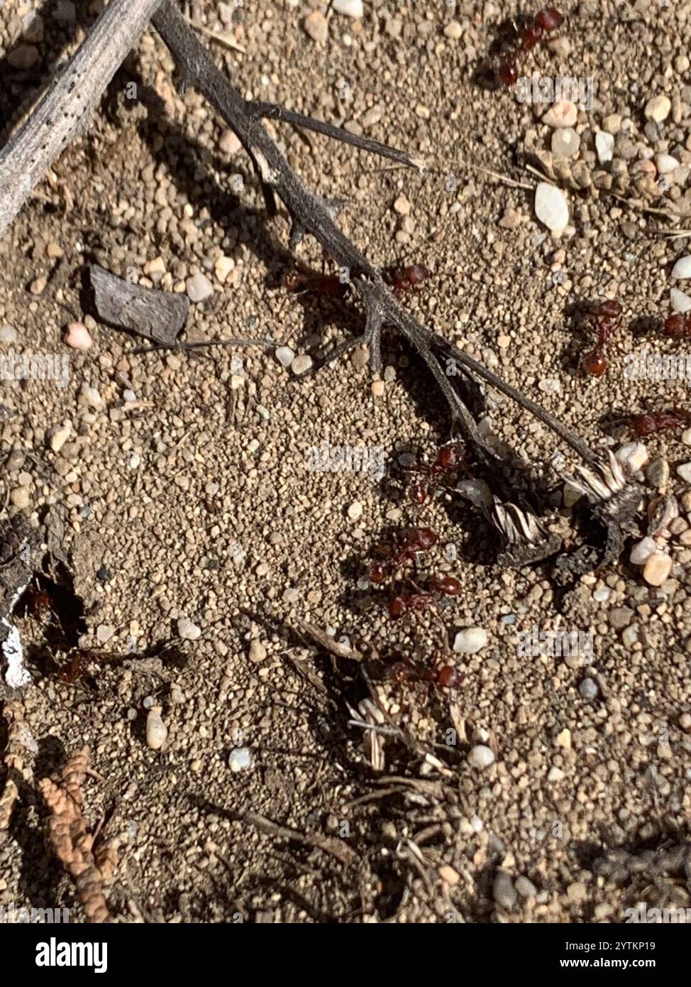California Harvester Ant (Pogonomyrmex californicus Stock Photo - Alamy
