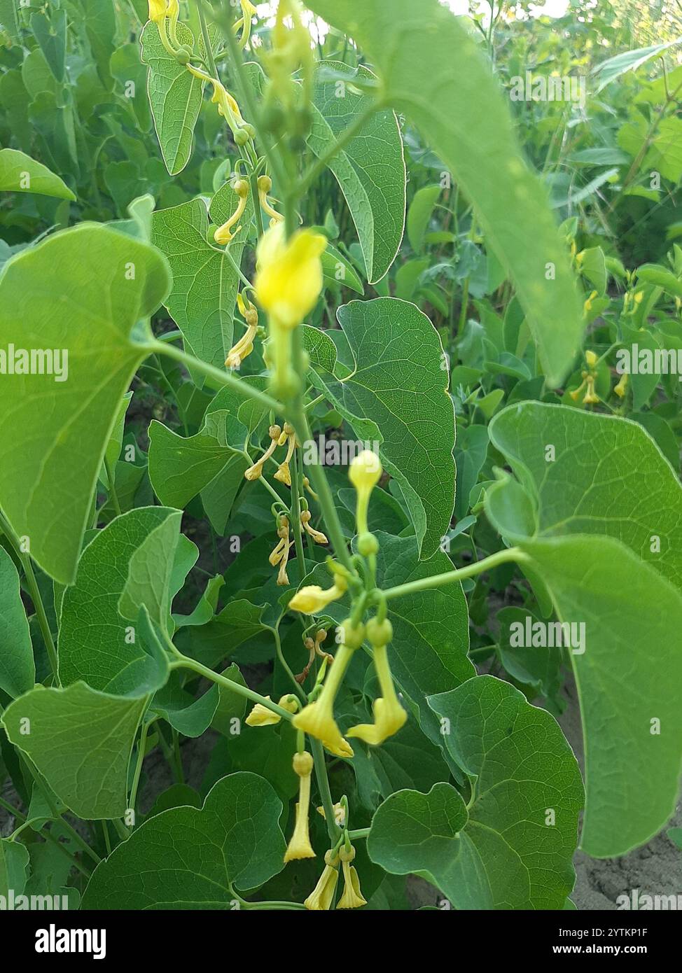 Birthwort (Aristolochia clematitis Stock Photo - Alamy