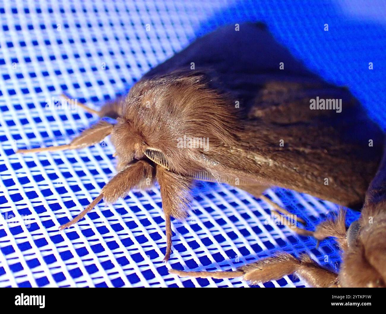 Clay Monkey (Phyllalia patens Stock Photo - Alamy