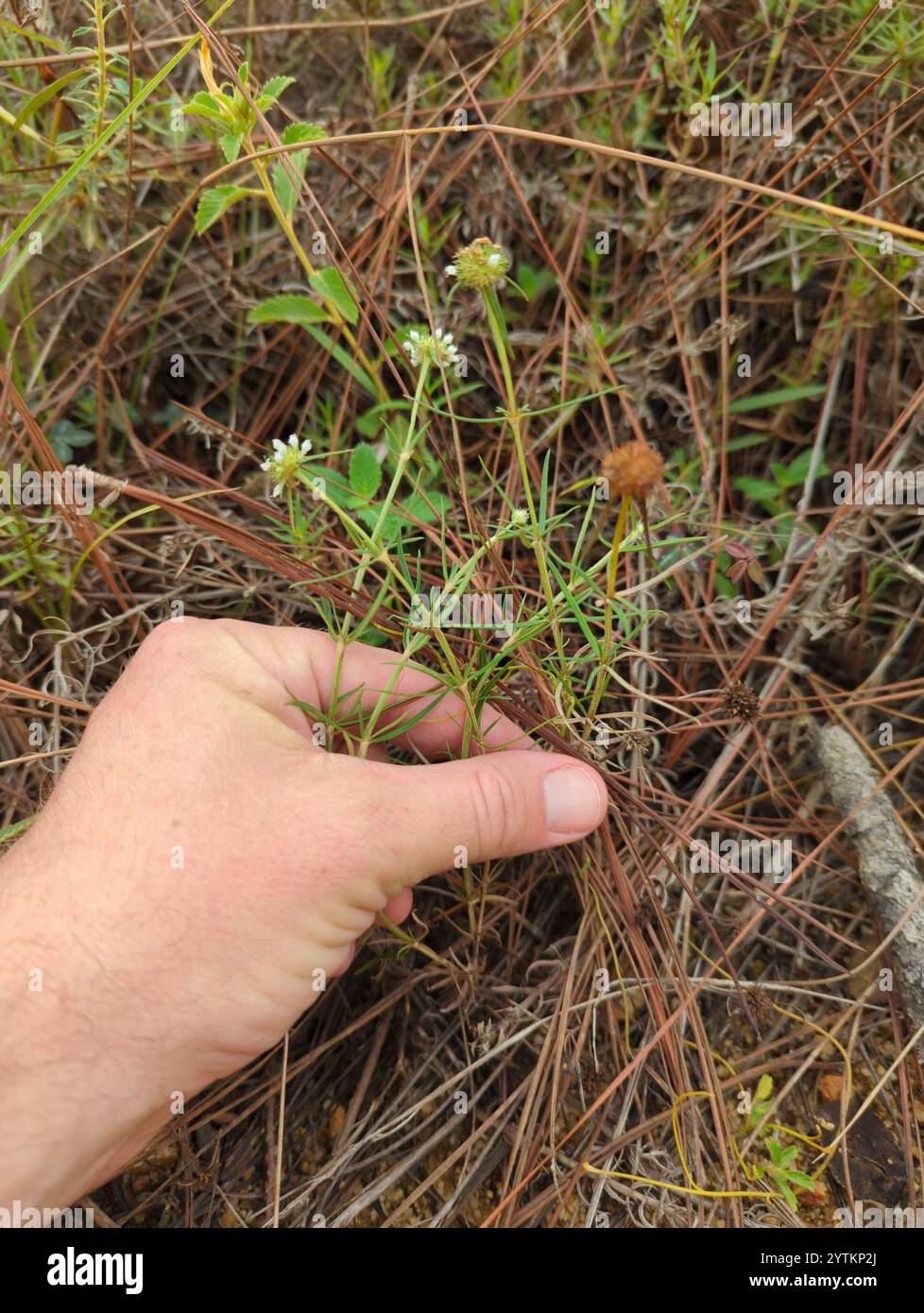 Shrubby false buttonweed spermacoce verticillata hi-res stock ...