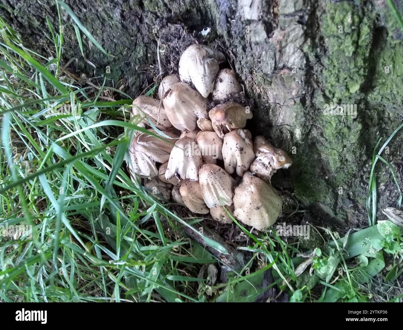 Brittlestems and Allies (Psathyrellaceae Stock Photo - Alamy
