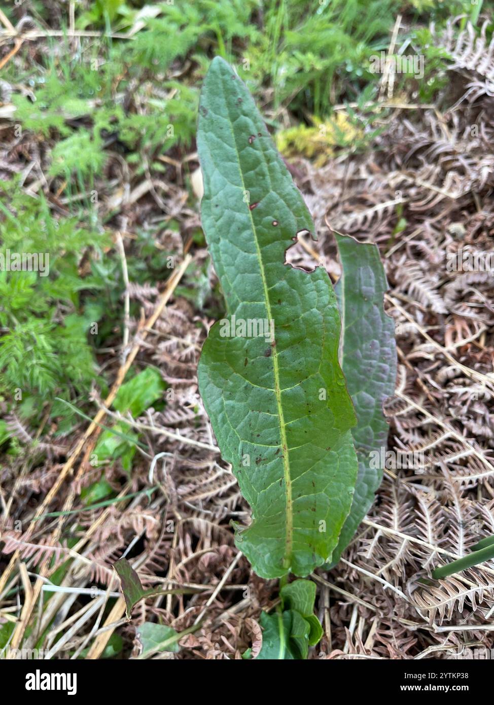 curled dock (Rumex crispus Stock Photo - Alamy