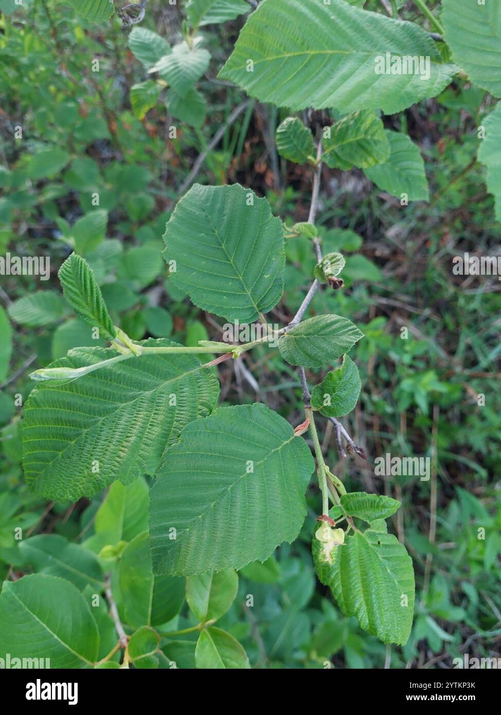 swamp alder (Alnus incana rugosa Stock Photo - Alamy
