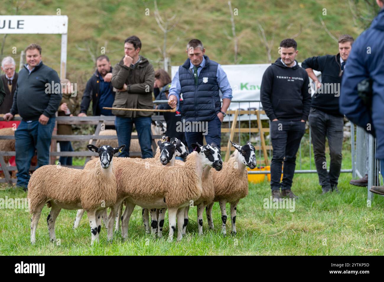 Sheep being shown at the 2024 Kilnsey Show under the shadow of Kilnsey ...