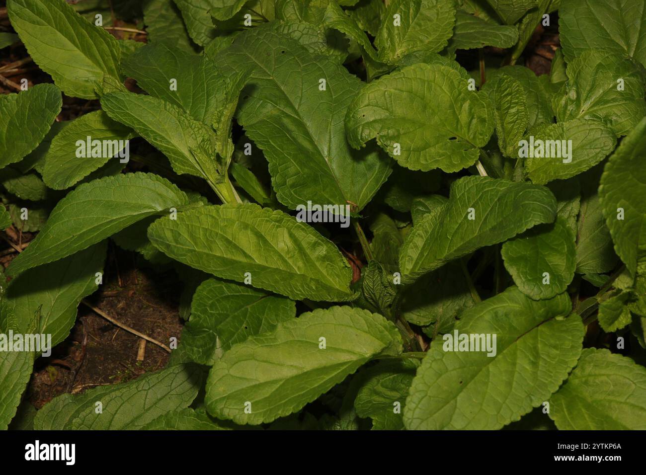 Water Figwort (Scrophularia auriculata Stock Photo - Alamy