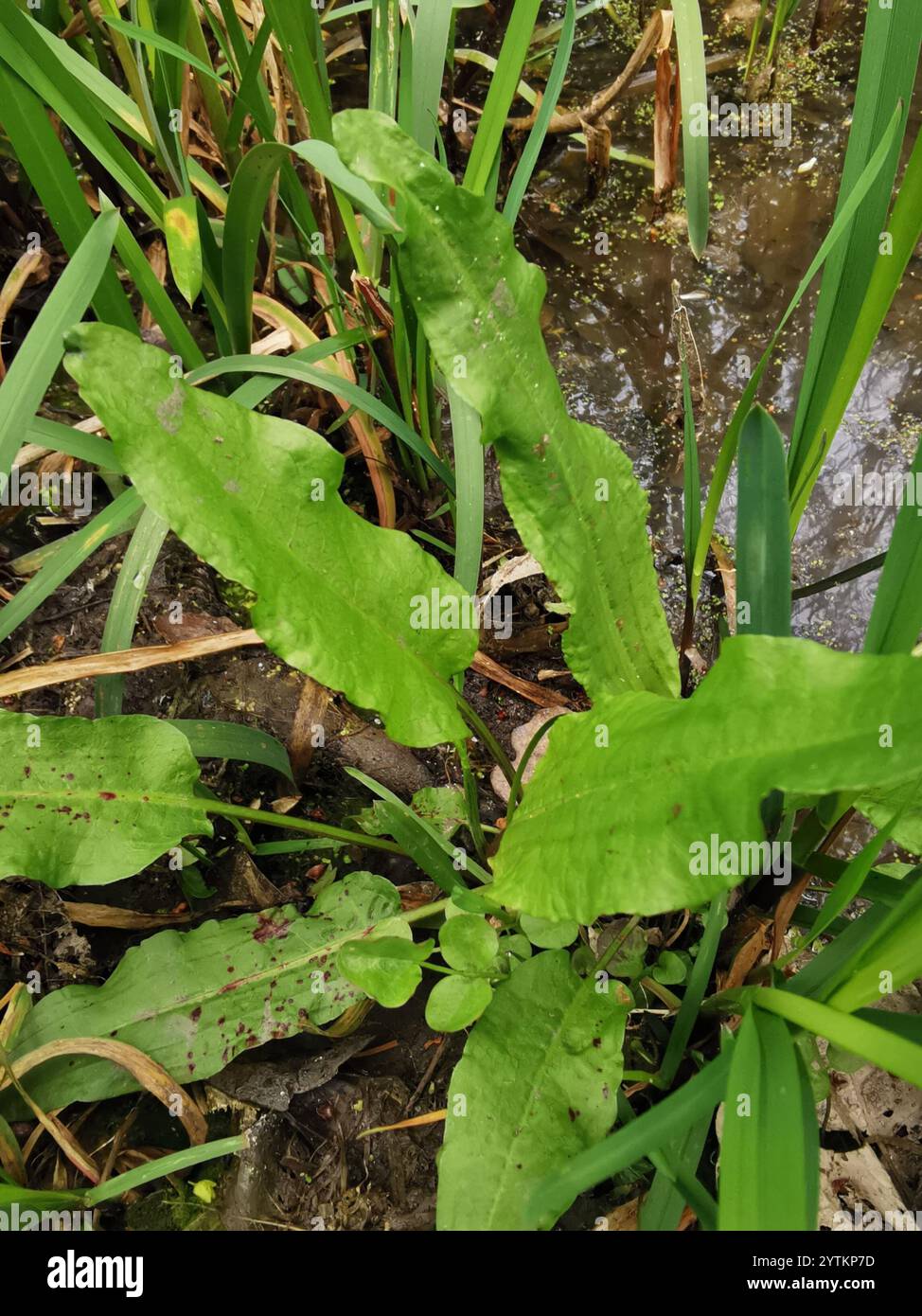 Clustered Dock (Rumex conglomeratus Stock Photo - Alamy
