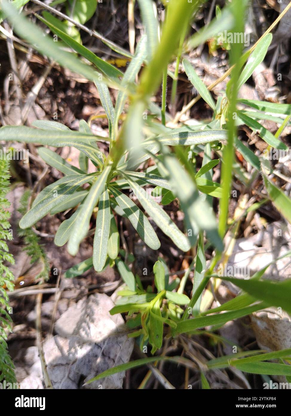 leafy spurge (Euphorbia esula Stock Photo - Alamy
